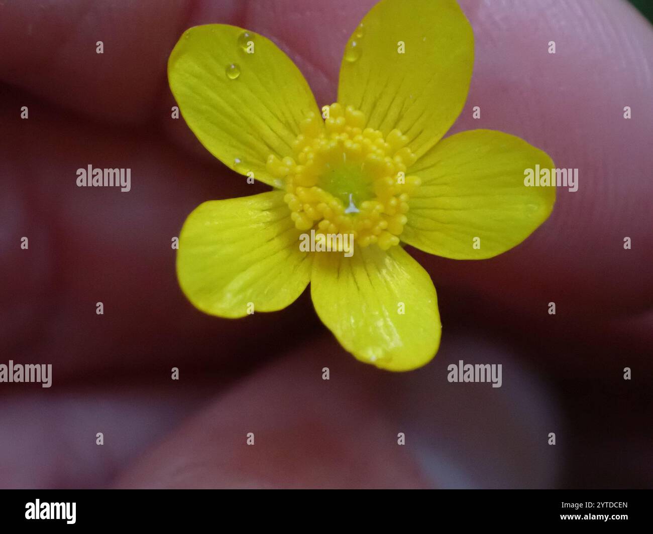 Western Buttercup (Ranunculus occidentalis Stock Photo - Alamy