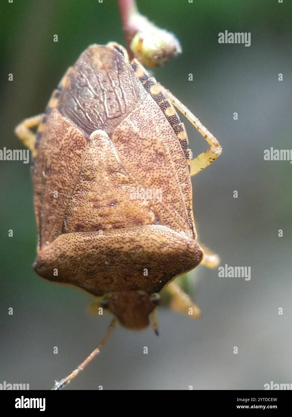 Brown Stink Bug (Euschistus servus Stock Photo - Alamy