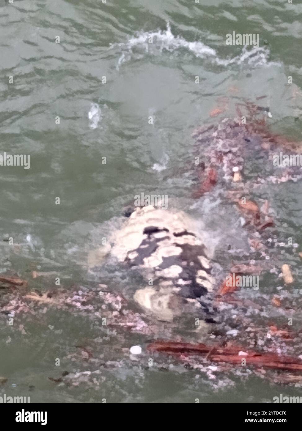 Eared Seals (Otariidae Stock Photo - Alamy