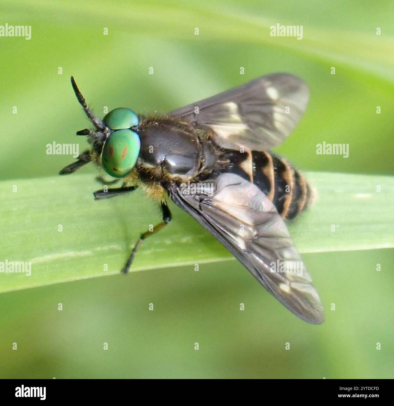 Twin-lobed Deer Fly (Chrysops relictus Stock Photo - Alamy