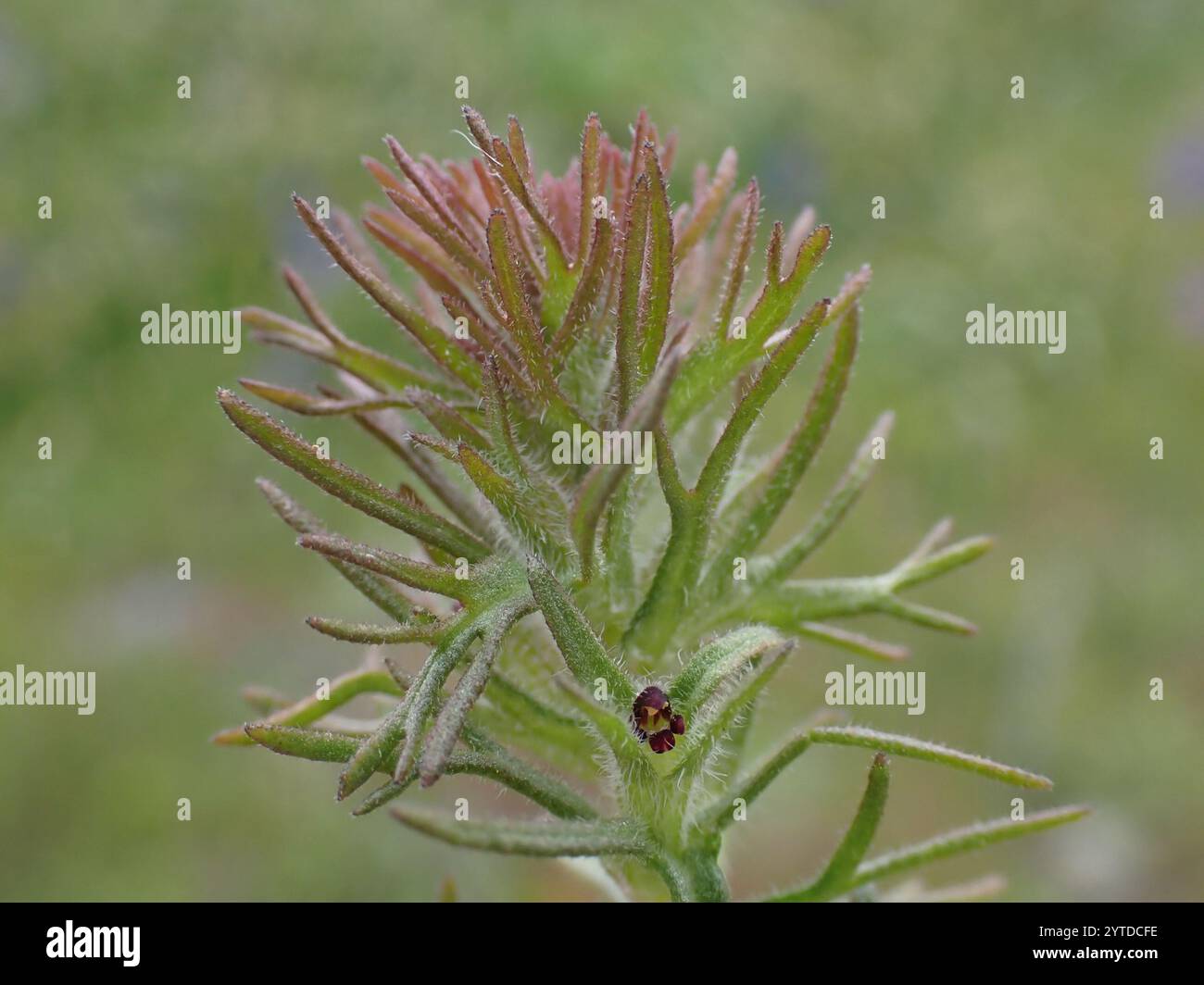 dwarf owl's-clover (Triphysaria pusilla Stock Photo - Alamy