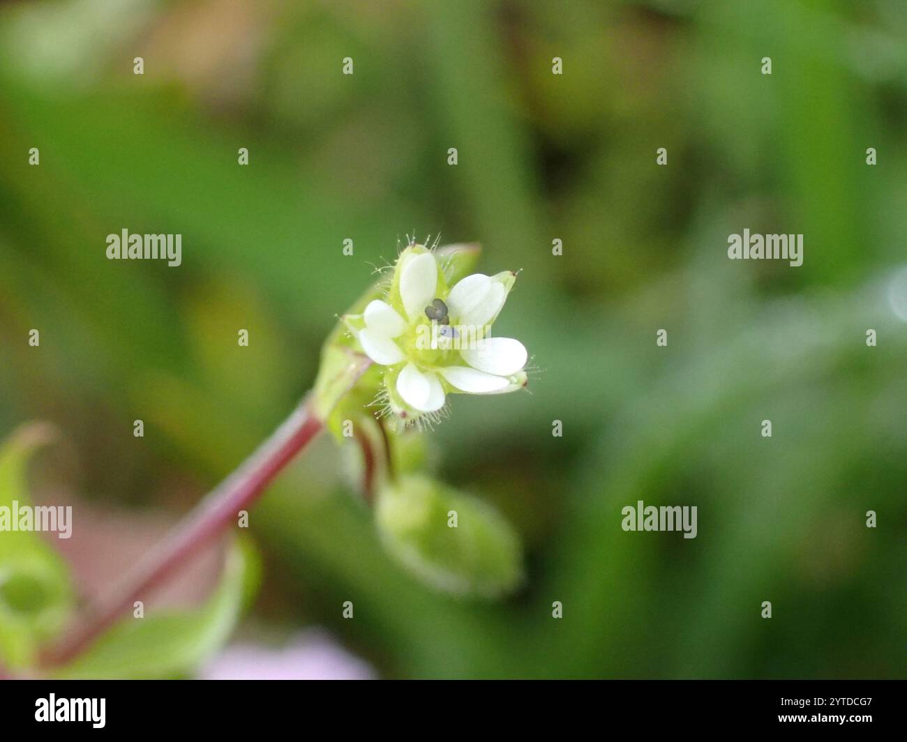 Little Mouse-ear (Cerastium semidecandrum Stock Photo - Alamy