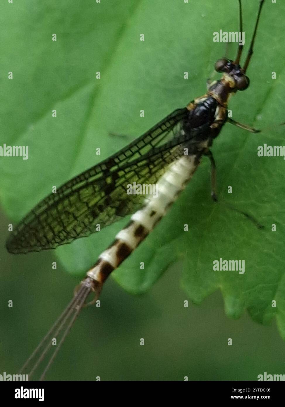 European Green Drake (Ephemera danica Stock Photo - Alamy