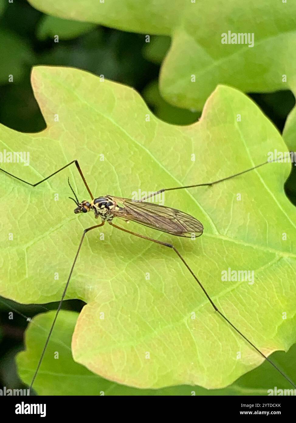 Spotted Cranefly (Nephrotoma appendiculata Stock Photo - Alamy