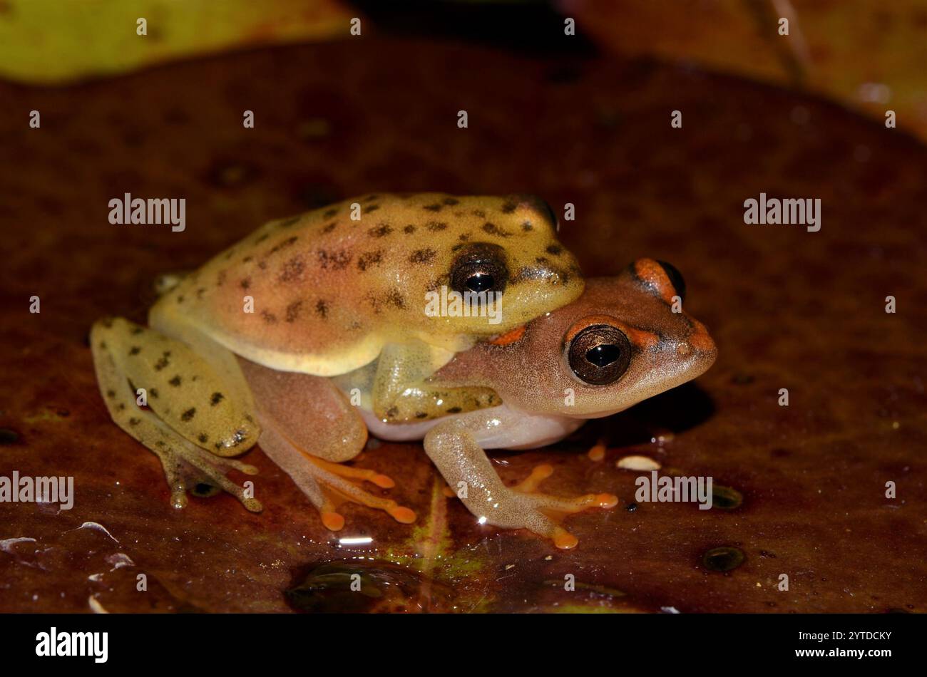 argus reed frog (Hyperolius argus Stock Photo - Alamy
