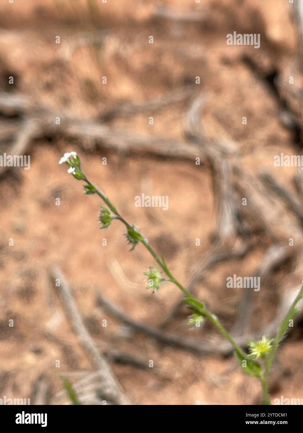 Flatspine Stickseed (Lappula occidentalis Stock Photo - Alamy