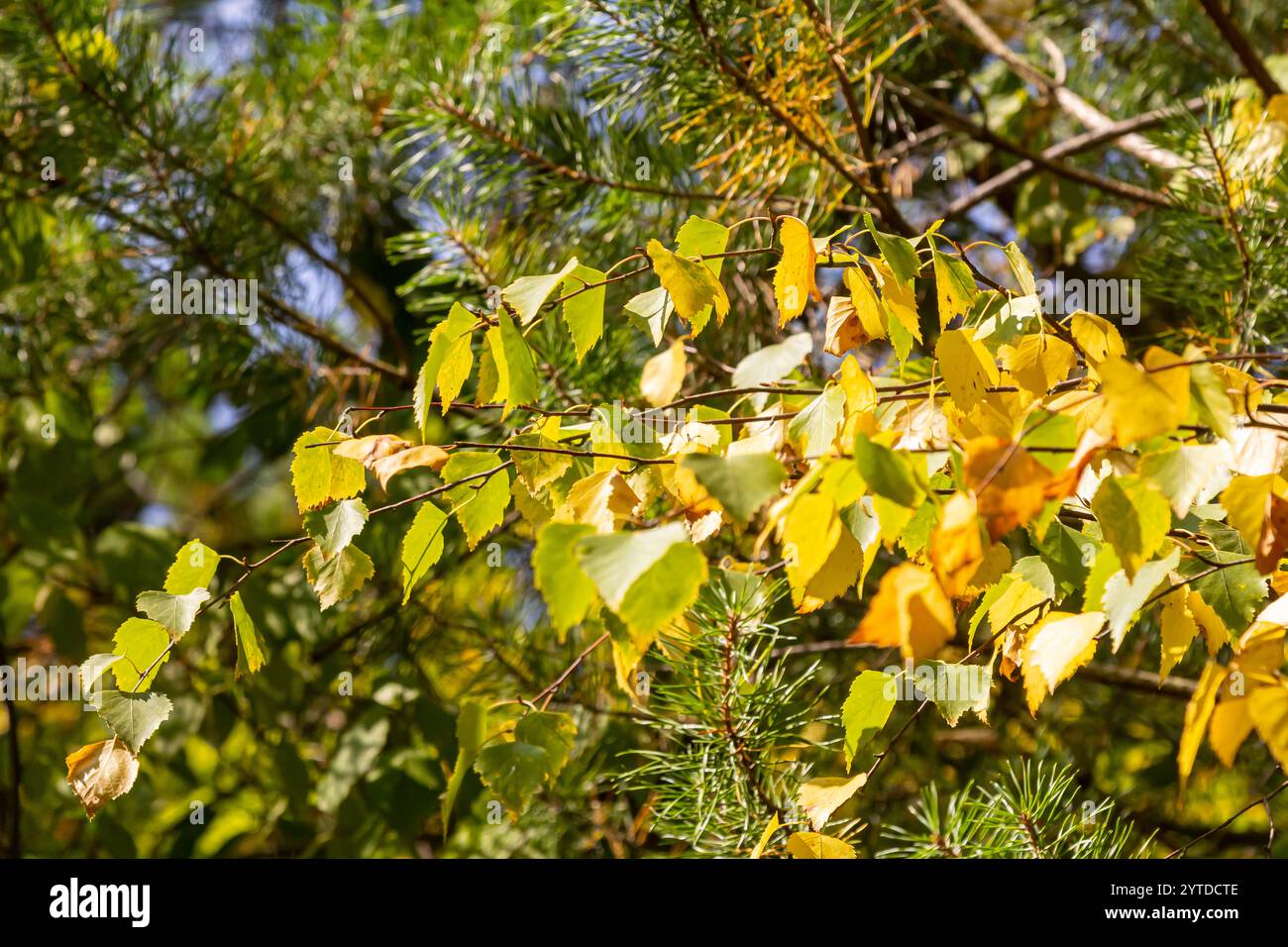 Yellow foliage on birch hi-res stock photography and images - Alamy