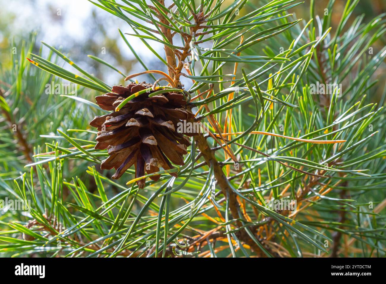 Pinus sylvestris seed hi-res stock photography and images - Alamy