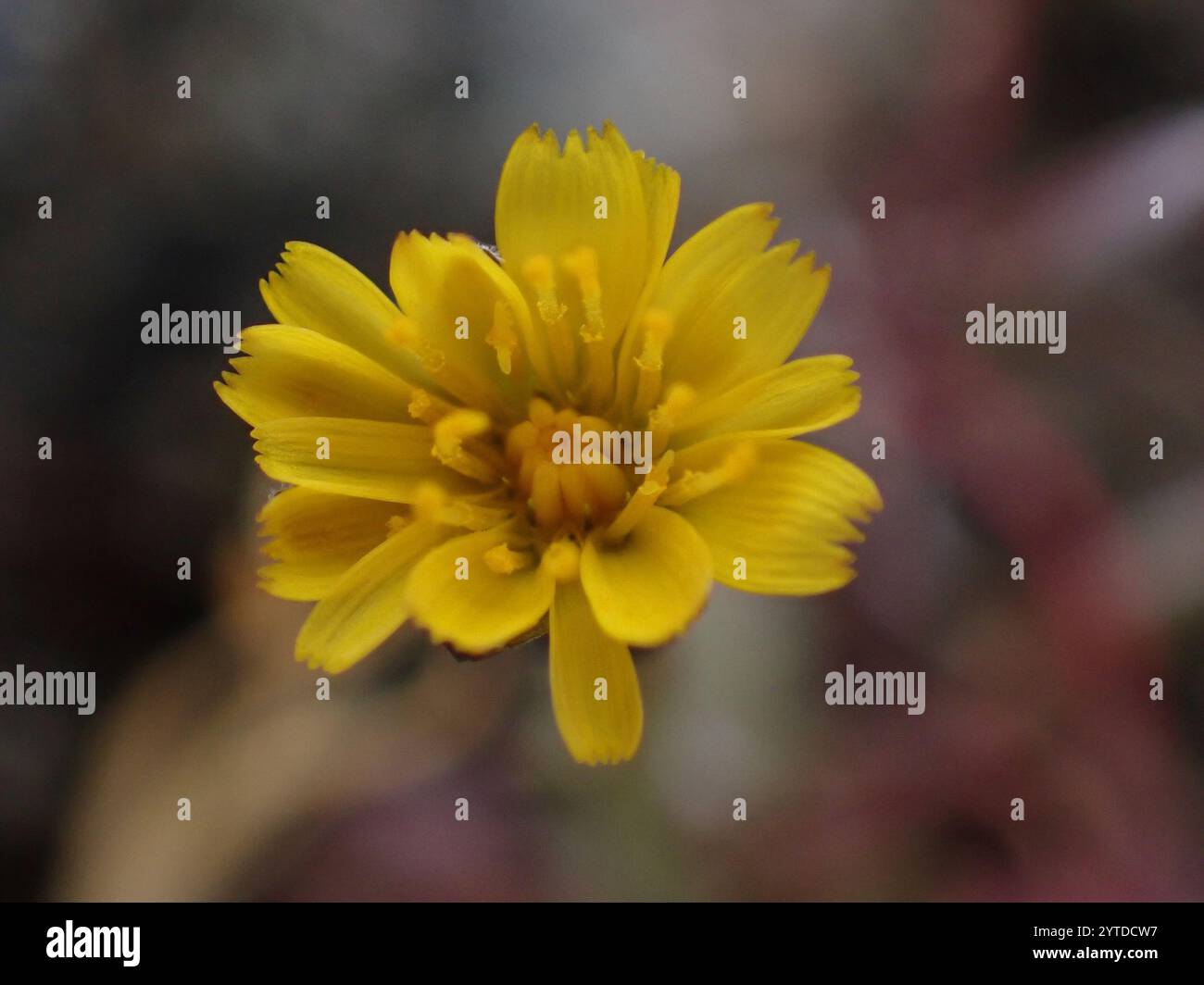Smooth Cat's Ear (Hypochaeris glabra Stock Photo - Alamy