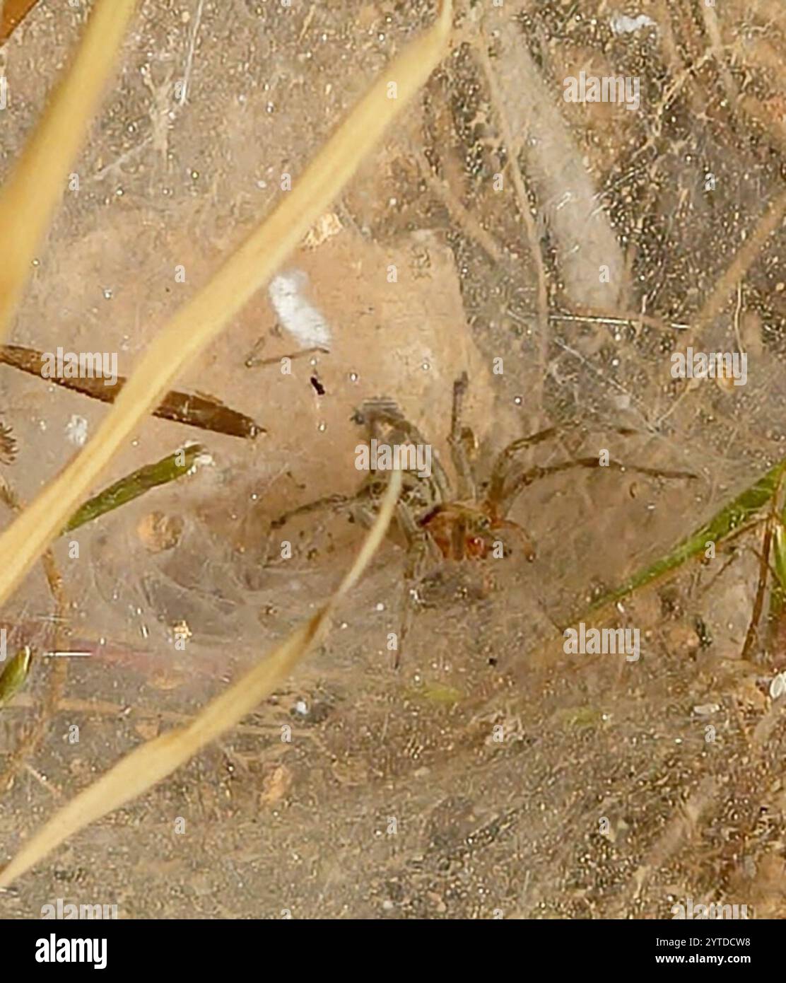Labyrinth spider (Agelena labyrinthica Stock Photo - Alamy