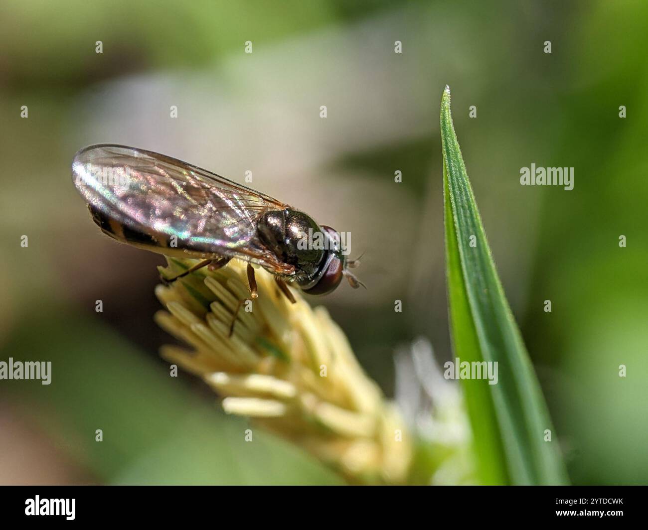 Variable Duskyface Fly (Melanostoma mellinum Stock Photo - Alamy
