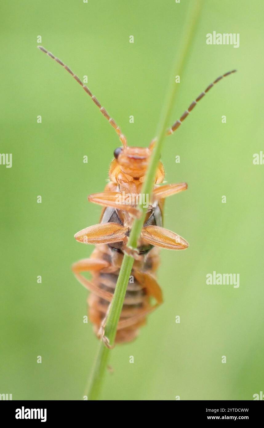 Red Soldier Beetle (Cantharis rufa Stock Photo - Alamy