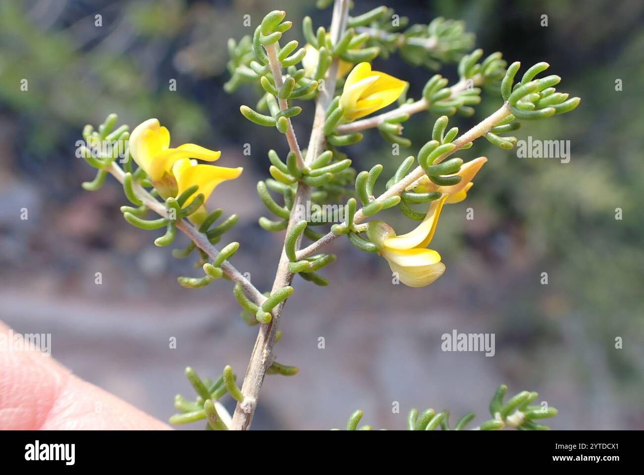 Capegorse hi-res stock photography and images - Alamy