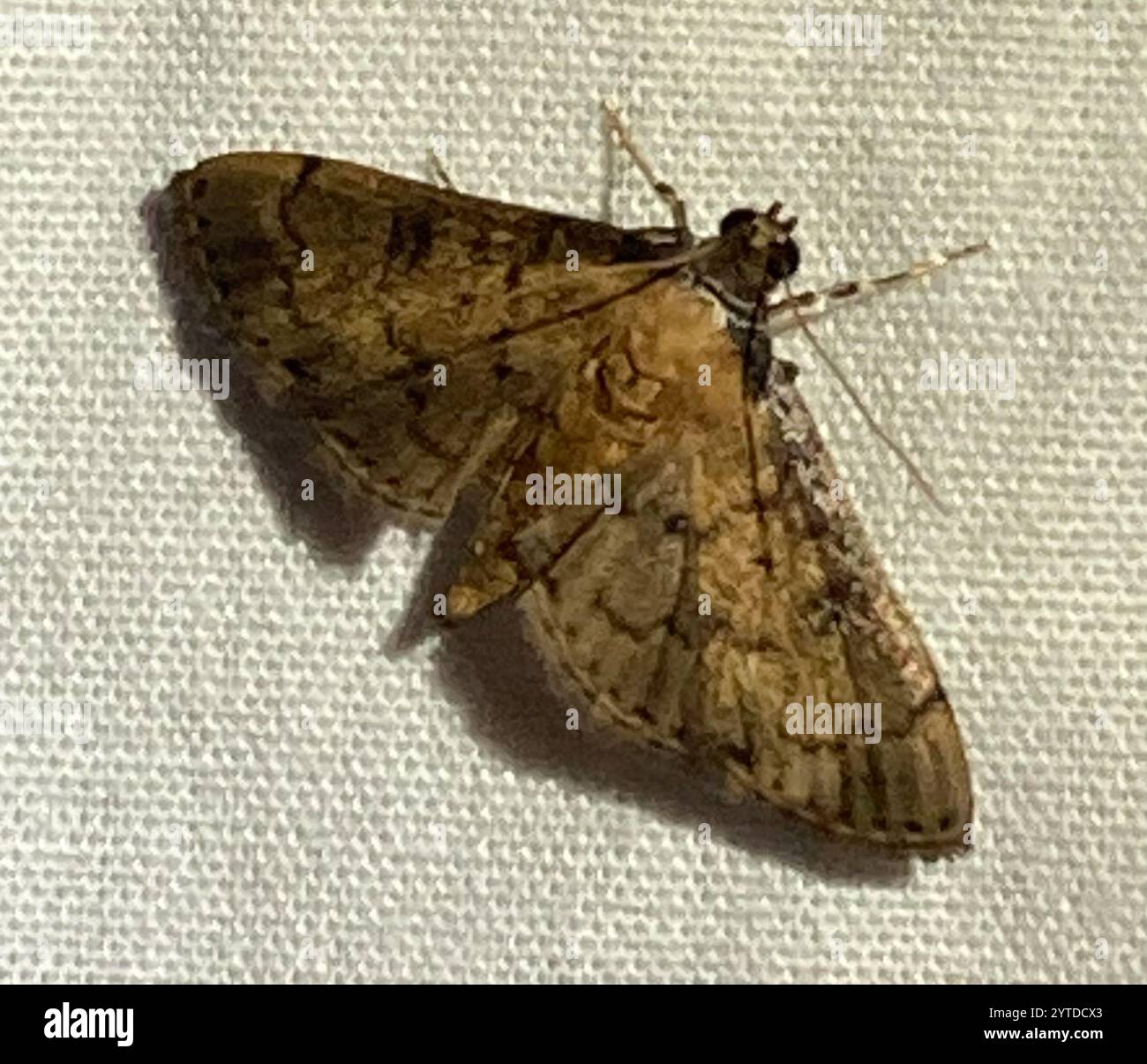 Pearl Moths (Spilomelinae Stock Photo - Alamy