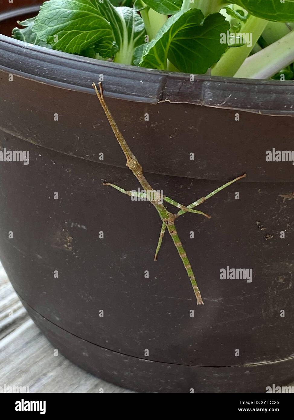 Giant Walkingstick (Megaphasma denticrus Stock Photo - Alamy