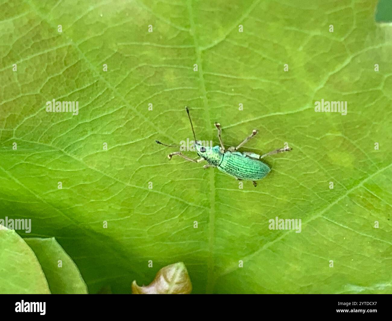 Green Immigrant Leaf Weevil (Polydrusus formosus Stock Photo - Alamy