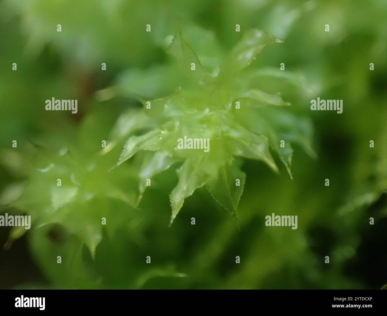 magnificent leafy moss (Plagiomnium venustum Stock Photo - Alamy