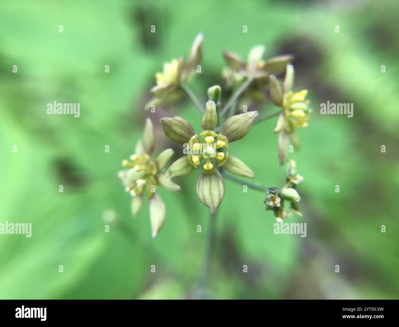 blue cohosh (Caulophyllum thalictroides Stock Photo - Alamy