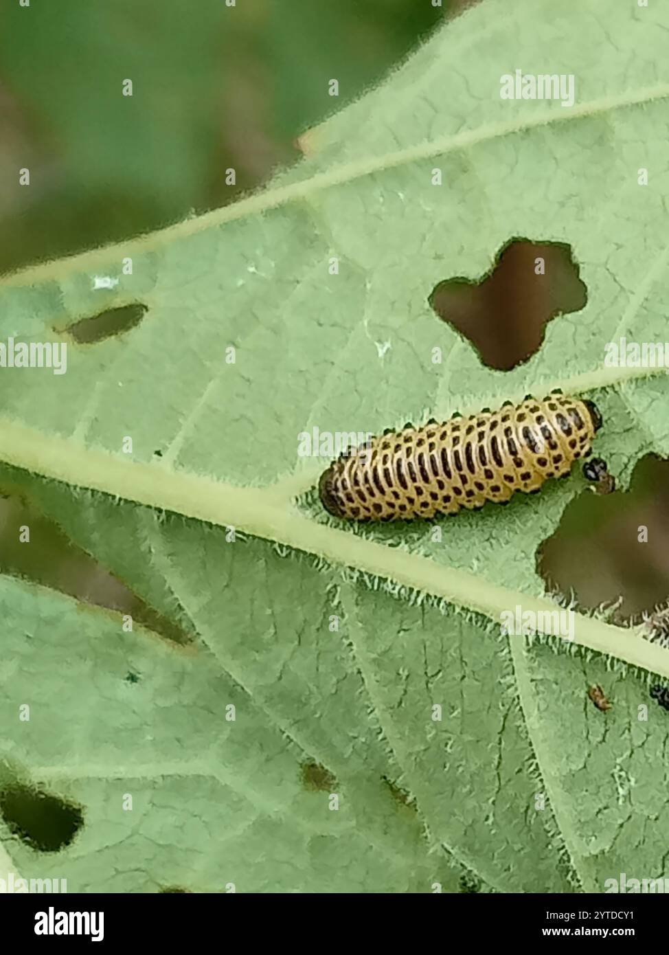 Viburnum Leaf Beetle (Pyrrhalta viburni Stock Photo - Alamy