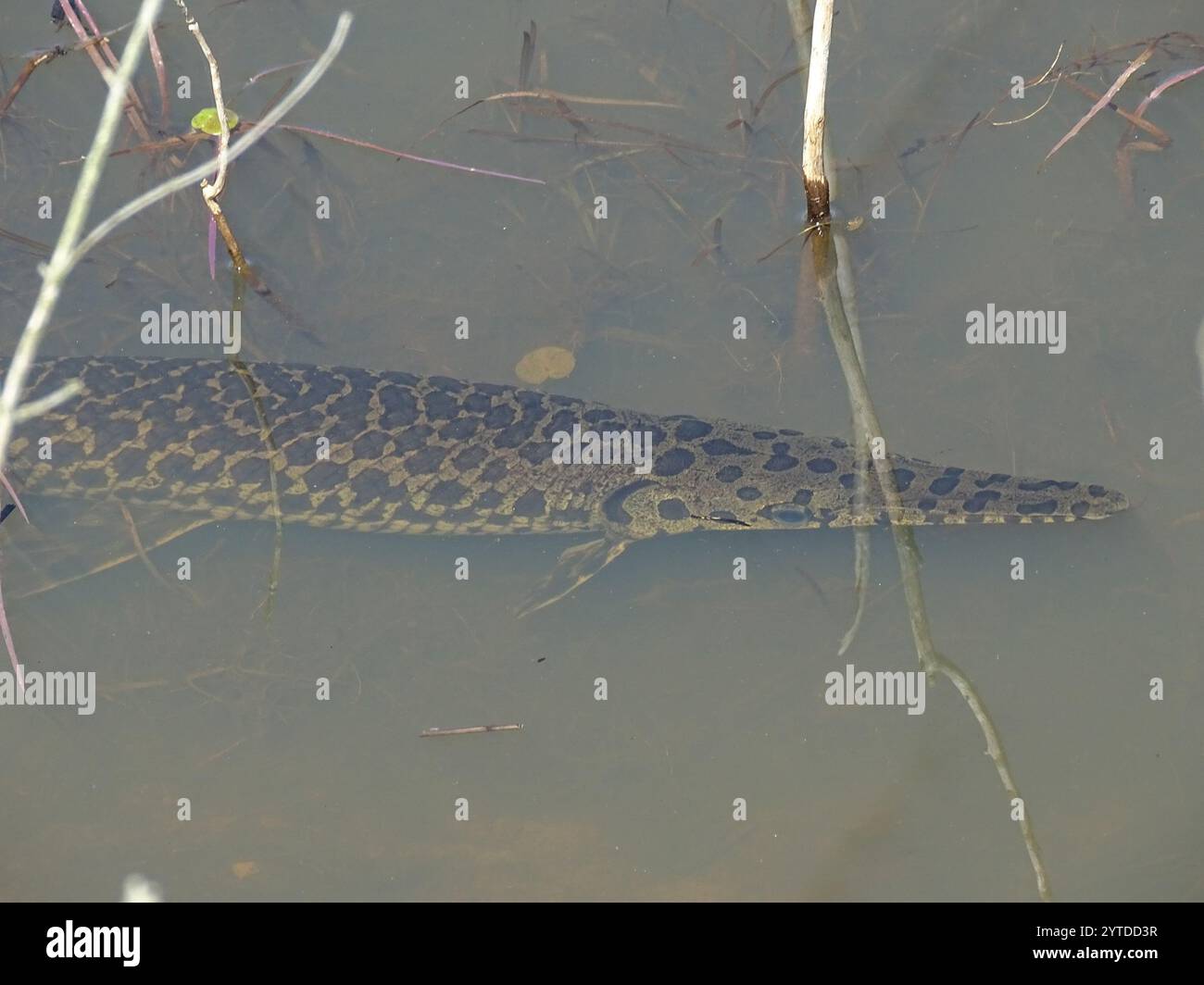 Spotted gar hi-res stock photography and images - Alamy