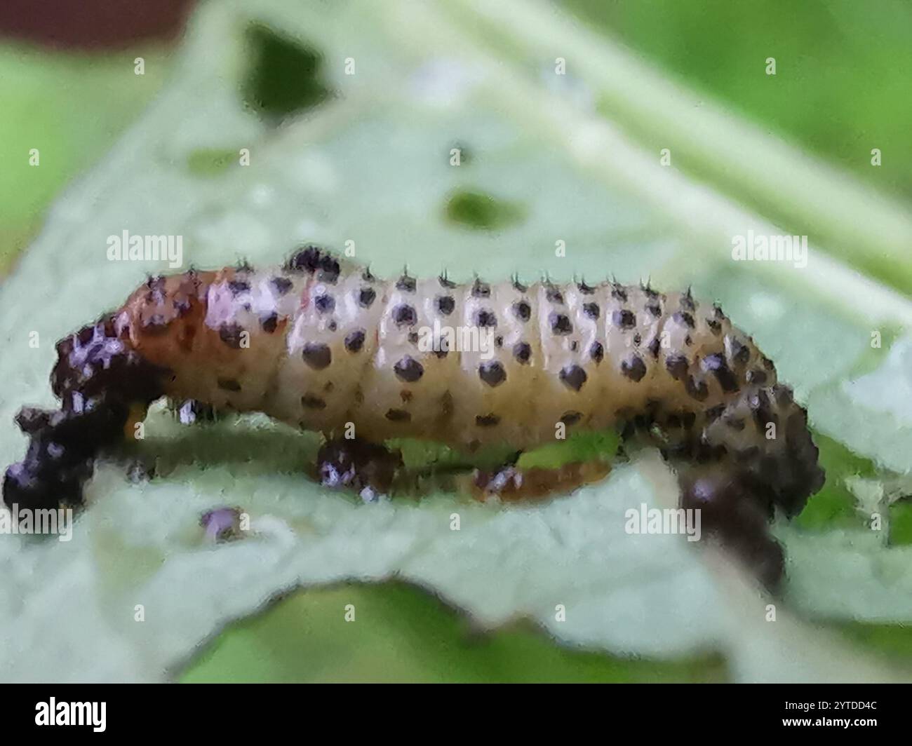 Viburnum Leaf Beetle (Pyrrhalta viburni Stock Photo - Alamy