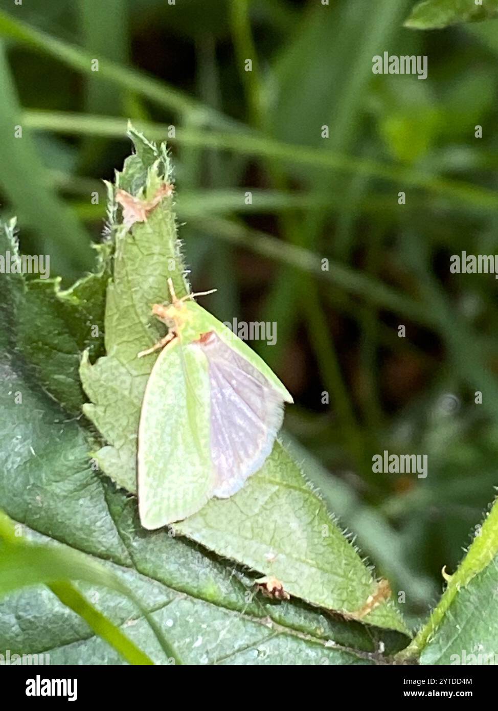 Oak tortrix hi-res stock photography and images - Alamy