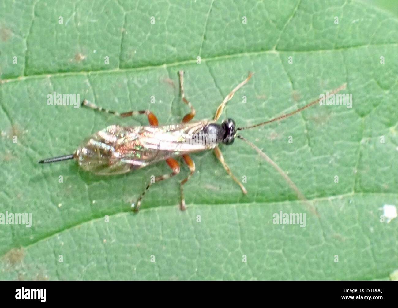 Maculator hi-res stock photography and images - Alamy