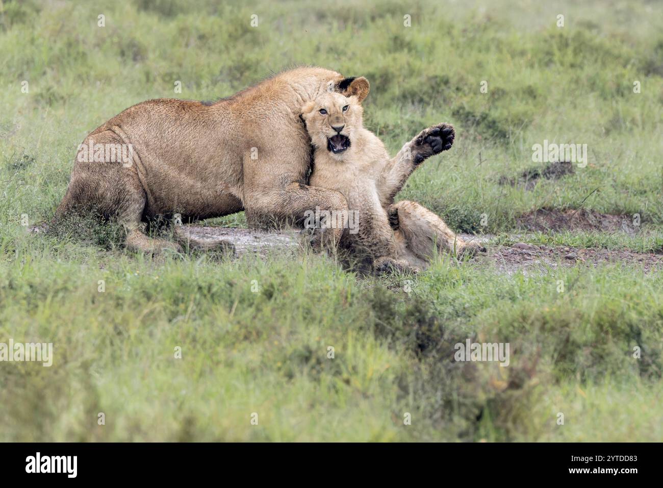 Two lion cubs play fighting in open wet grassland, different ages, Olare Motorogi Conservancy ...