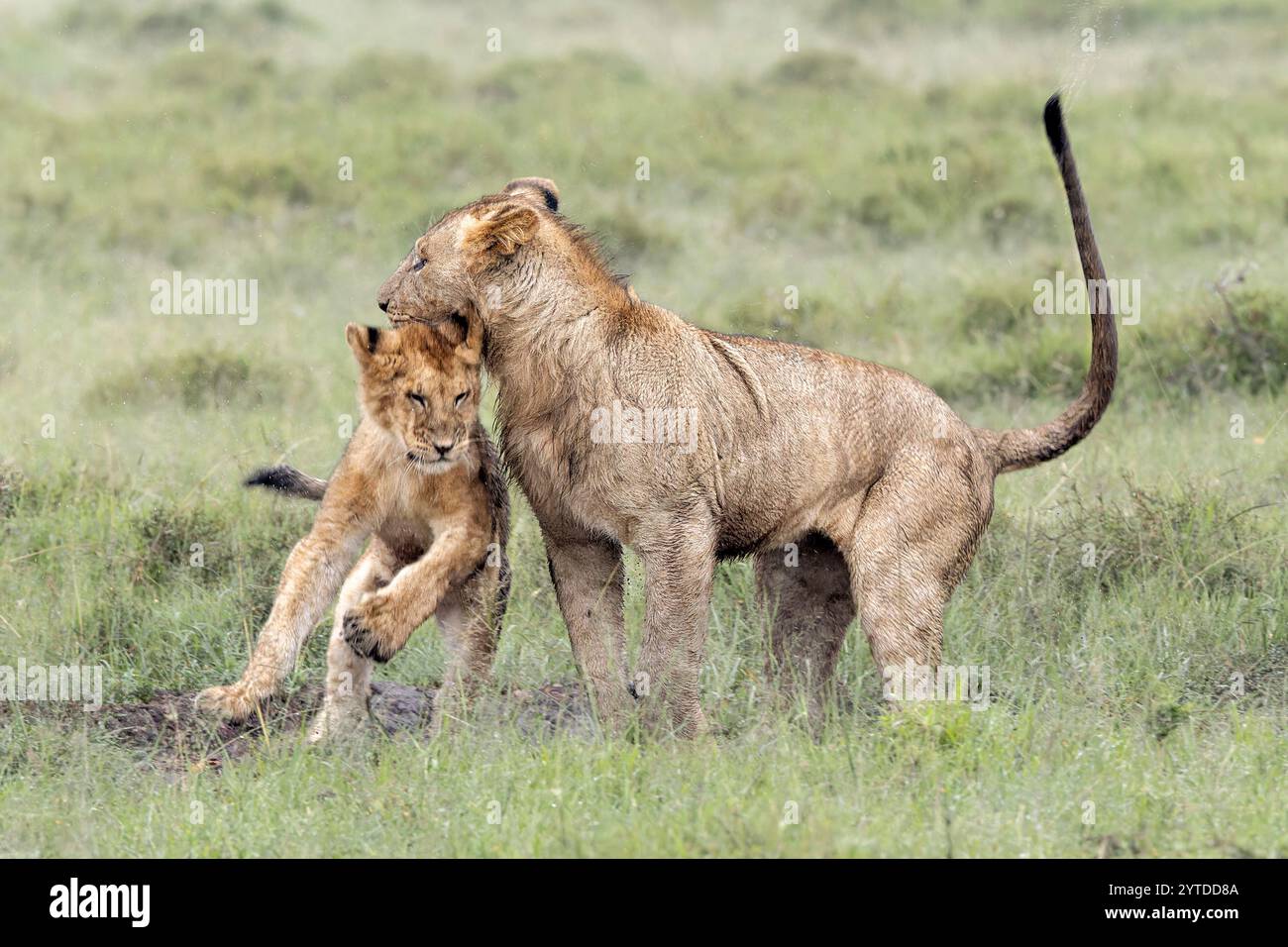 Two lion cubs play fighting in open wet grassland, different ages, Olare Motorogi Conservancy ...