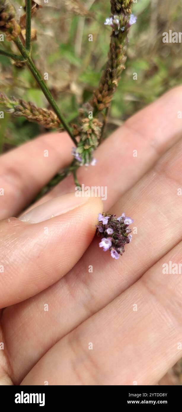 Rough verbena hi-res stock photography and images - Alamy