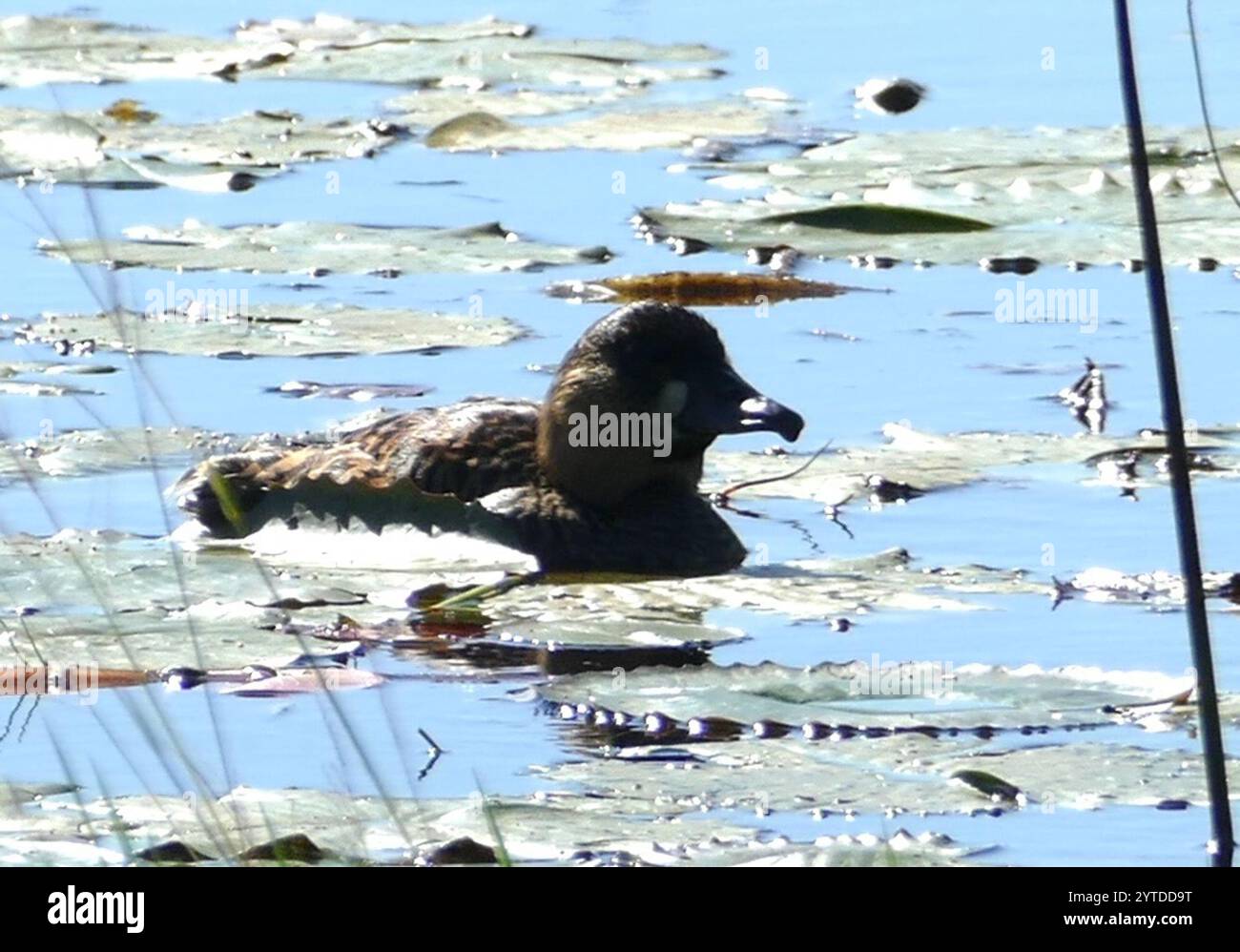 White-backed Duck (Thalassornis leuconotus Stock Photo - Alamy