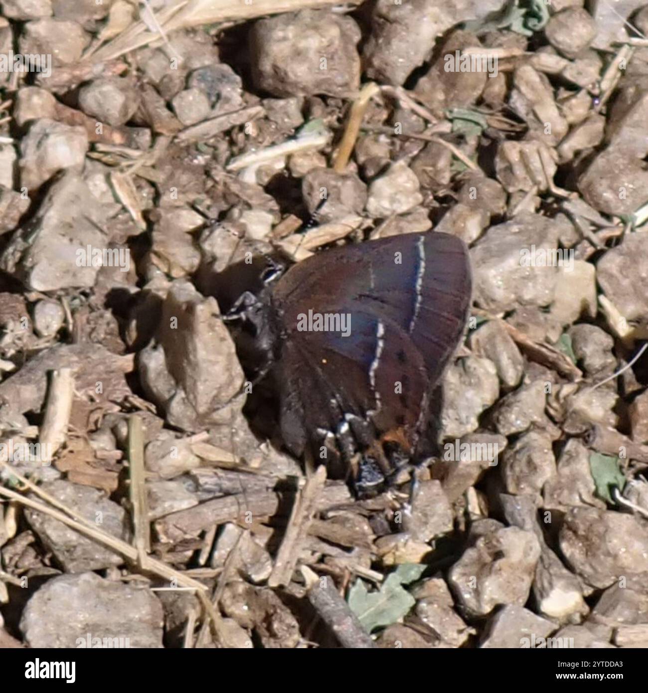 Callophrys spinetorum hi-res stock photography and images - Alamy