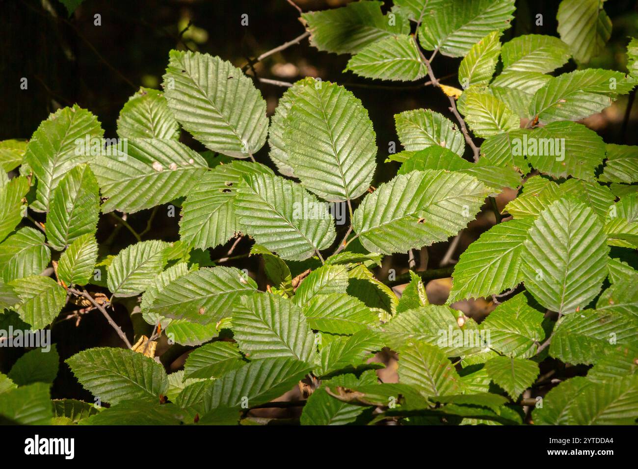 Selective focus of Ulmus pumila celer leaves, European hornbeam or ...