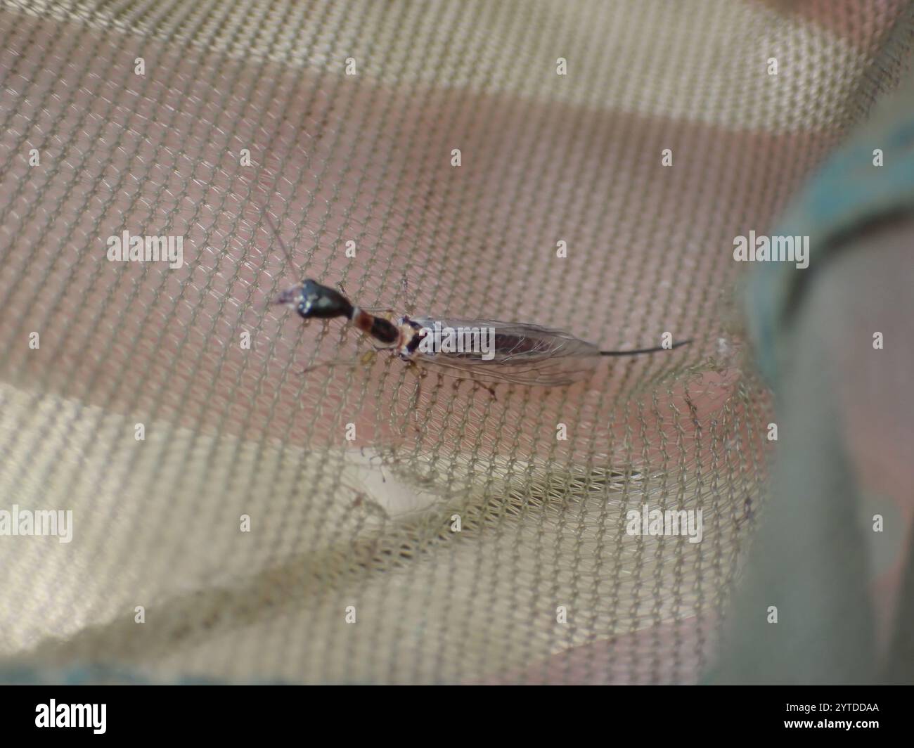 Raphidiid Snakeflies (Raphidiidae Stock Photo - Alamy
