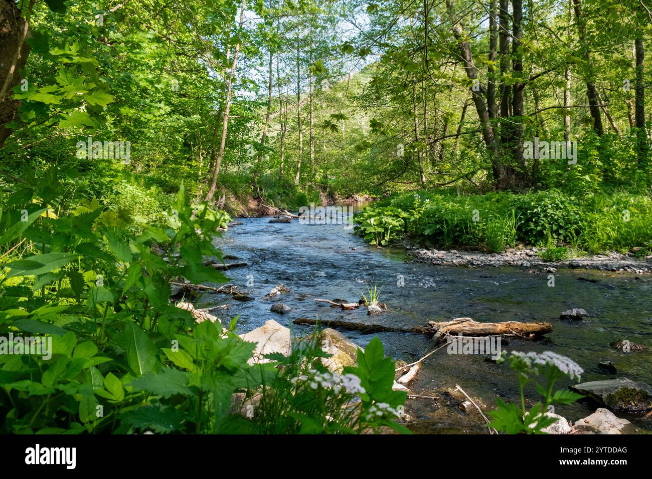 Die selke im harz hi-res stock photography and images - Alamy