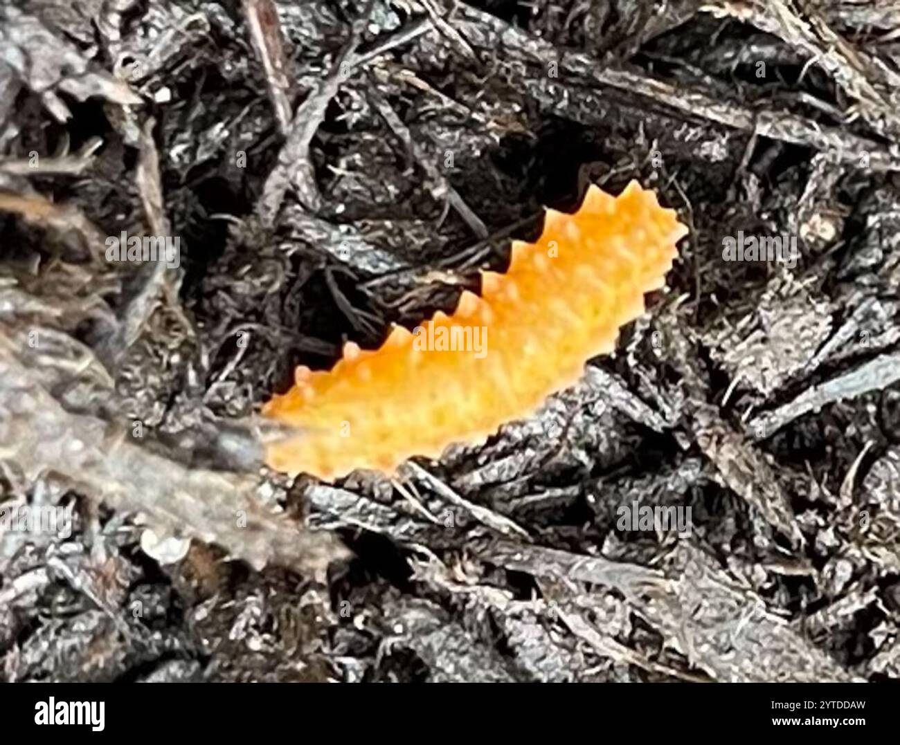 Shiny Flea Beetle (Asphaera lustrans Stock Photo - Alamy