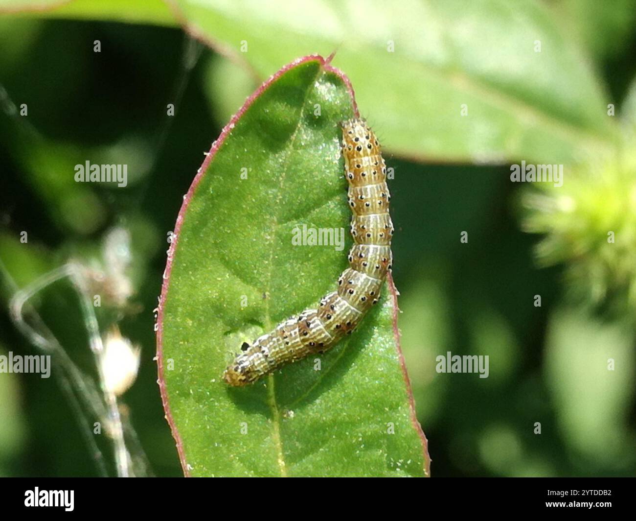 Cotton Bollworm Moth (Helicoverpa armigera Stock Photo - Alamy