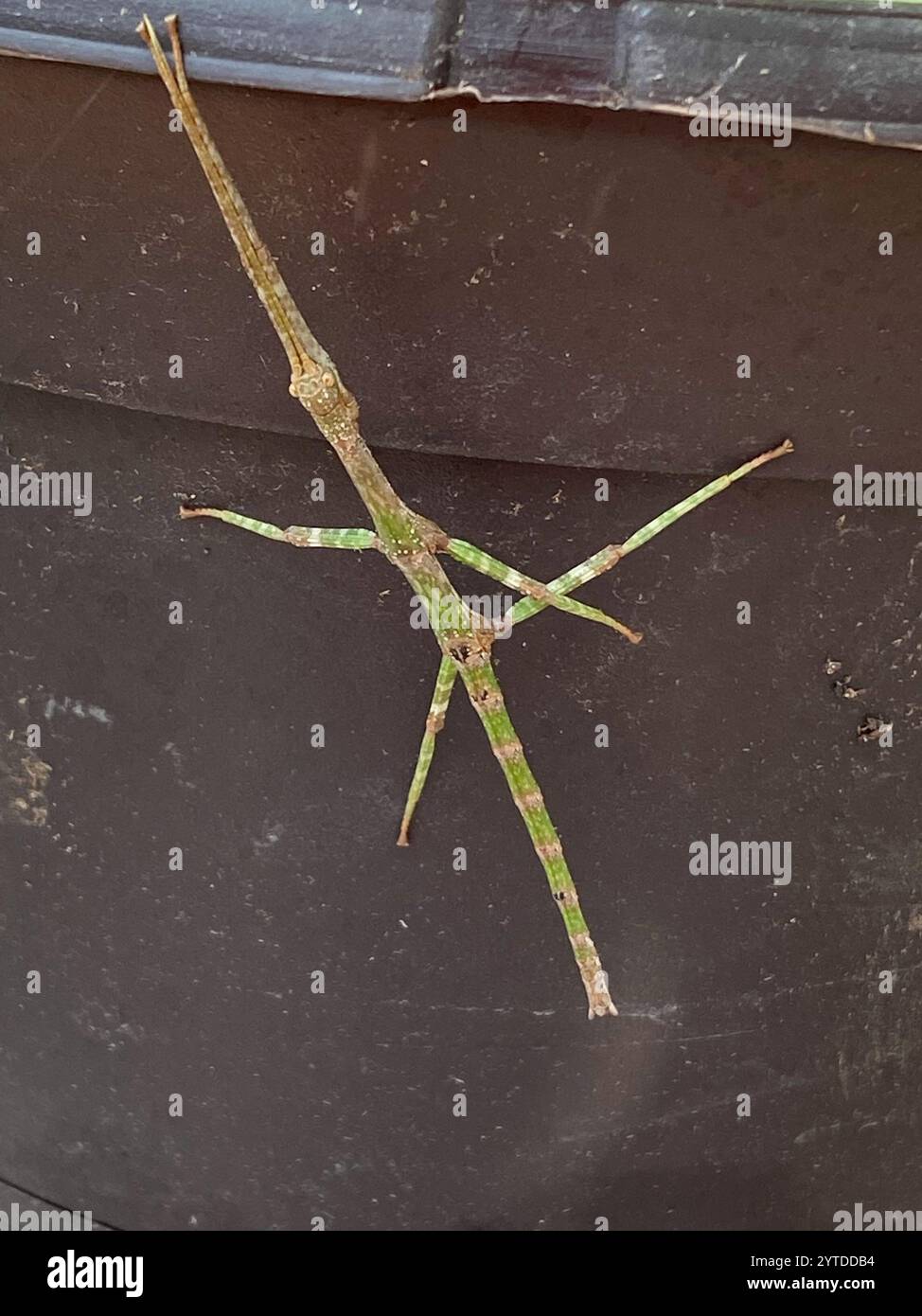 Giant Walkingstick (Megaphasma denticrus Stock Photo - Alamy