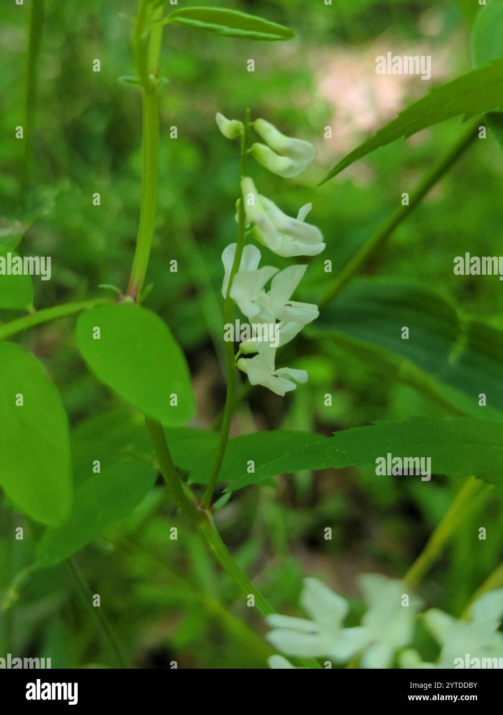 Carolina Vetch (Vicia caroliniana Stock Photo - Alamy