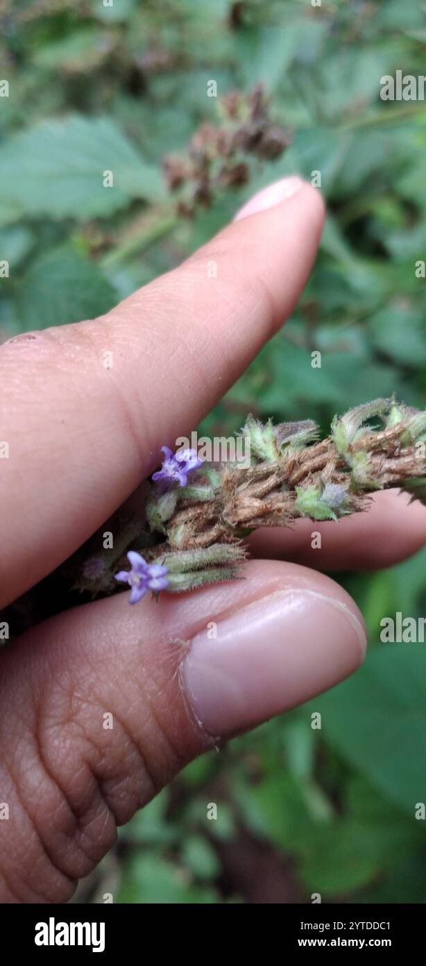 Tropical Bushmint (Hyptis mutabilis Stock Photo - Alamy