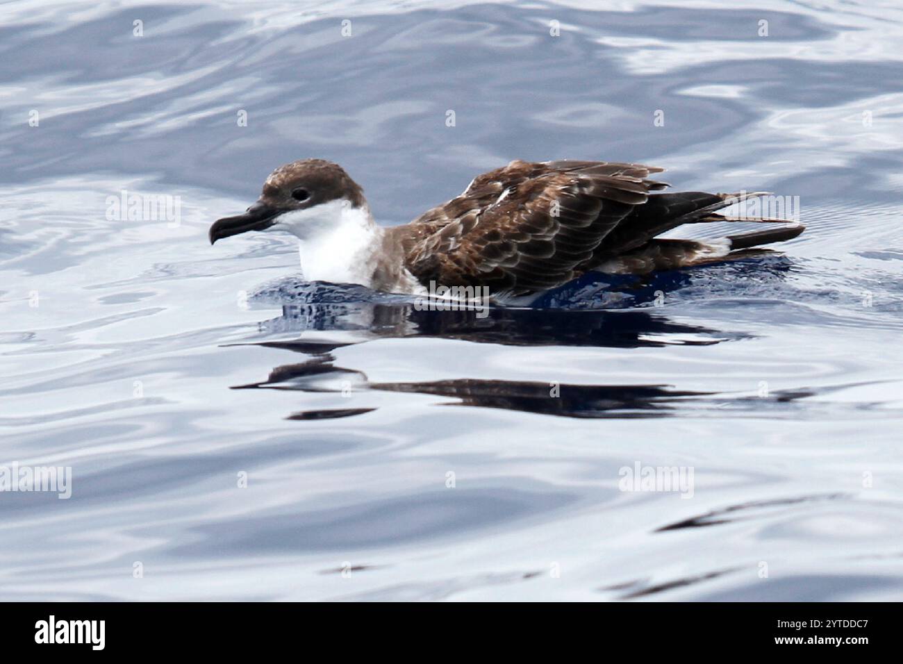 Great Shearwater (Ardenna gravis Stock Photo - Alamy