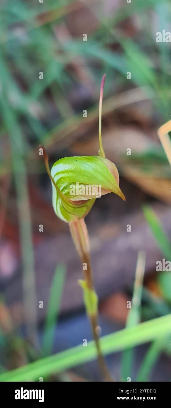 Pterostylis concinna hi-res stock photography and images - Alamy