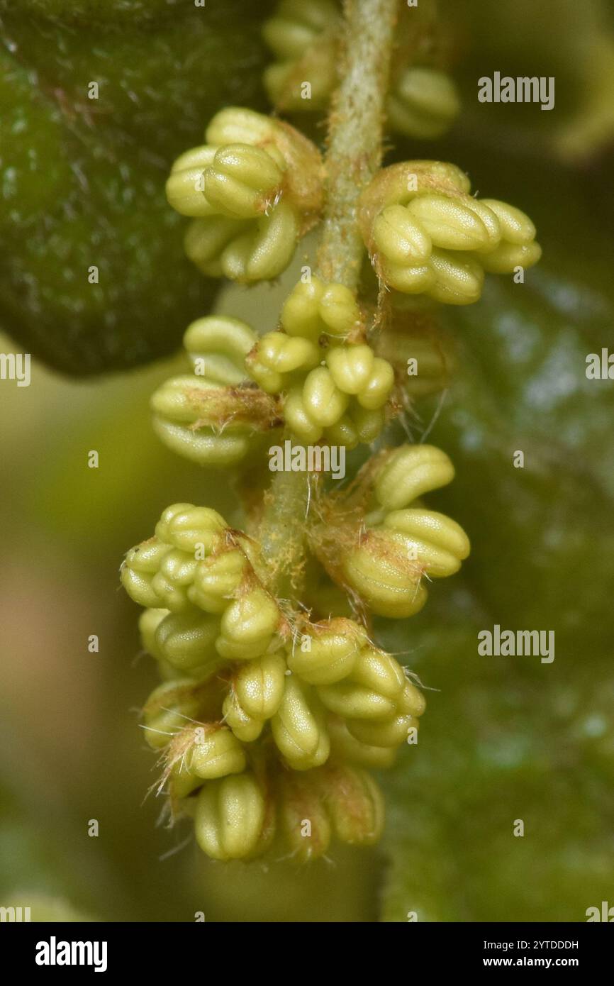 Oregon oak (Quercus garryana Stock Photo - Alamy