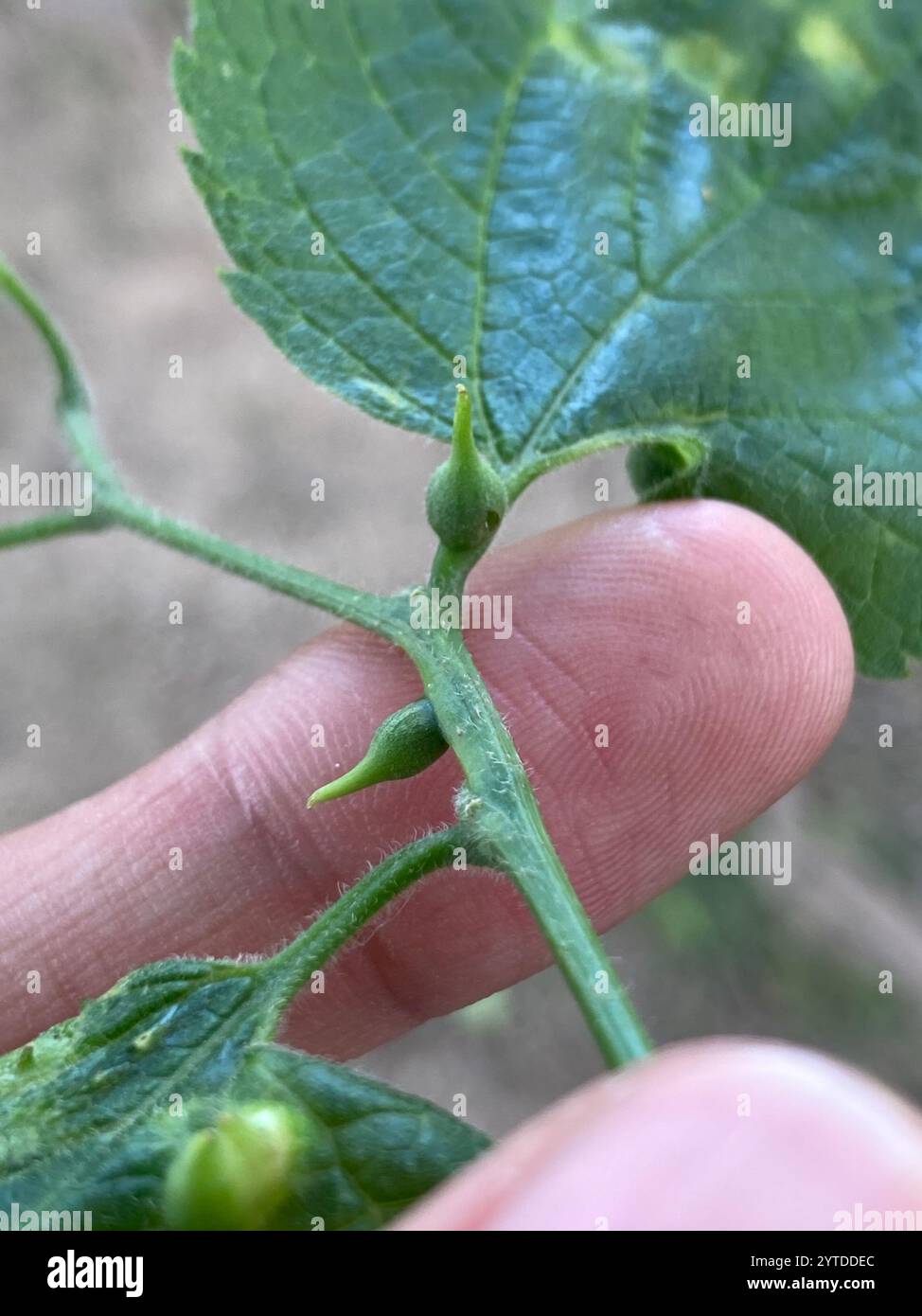 Hackberry Tenpin Gall Midge (Celticecis ovata Stock Photo - Alamy
