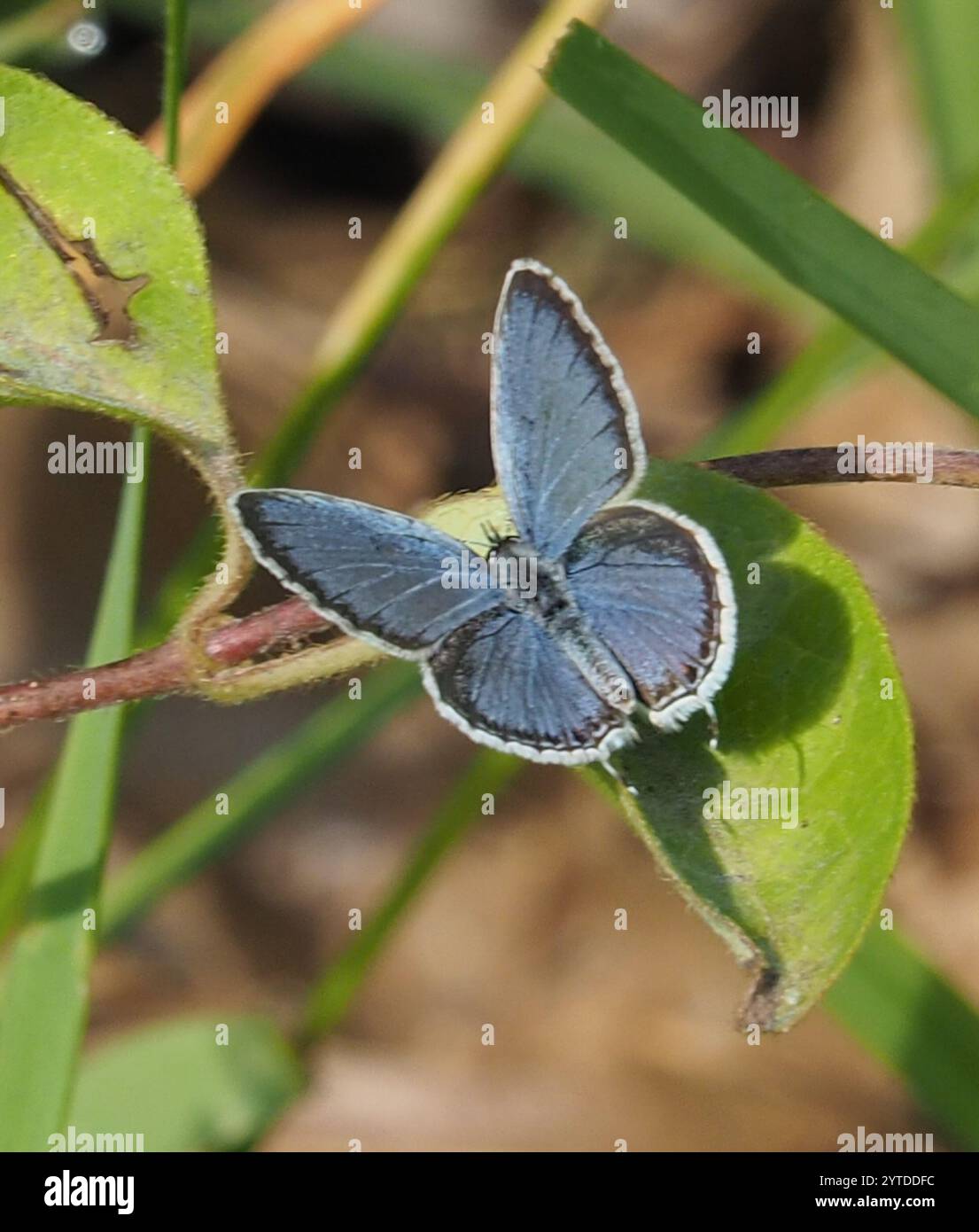 Eastern Tailed-Blue (Cupido comyntas Stock Photo - Alamy