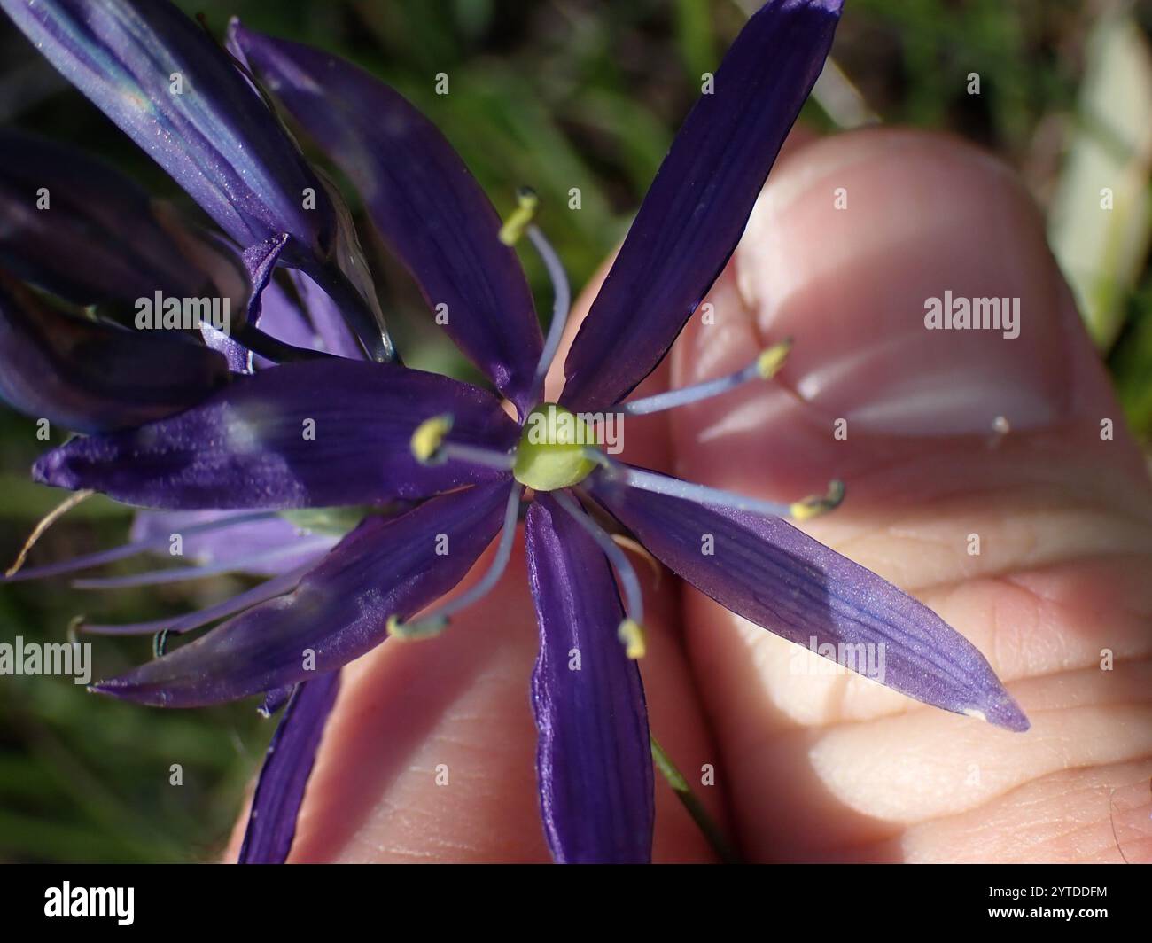 small camas (Camassia quamash Stock Photo - Alamy