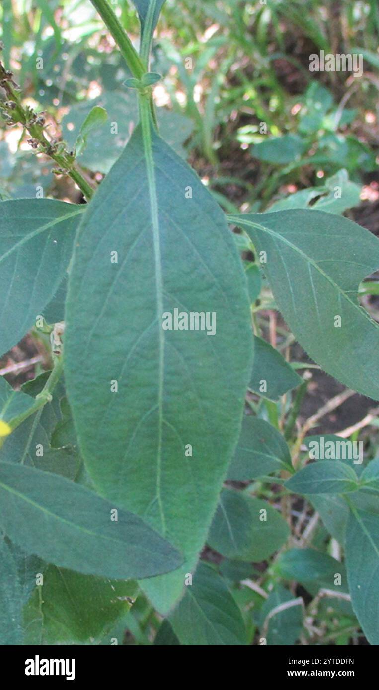 Yellow Justicia (Justicia flava Stock Photo - Alamy