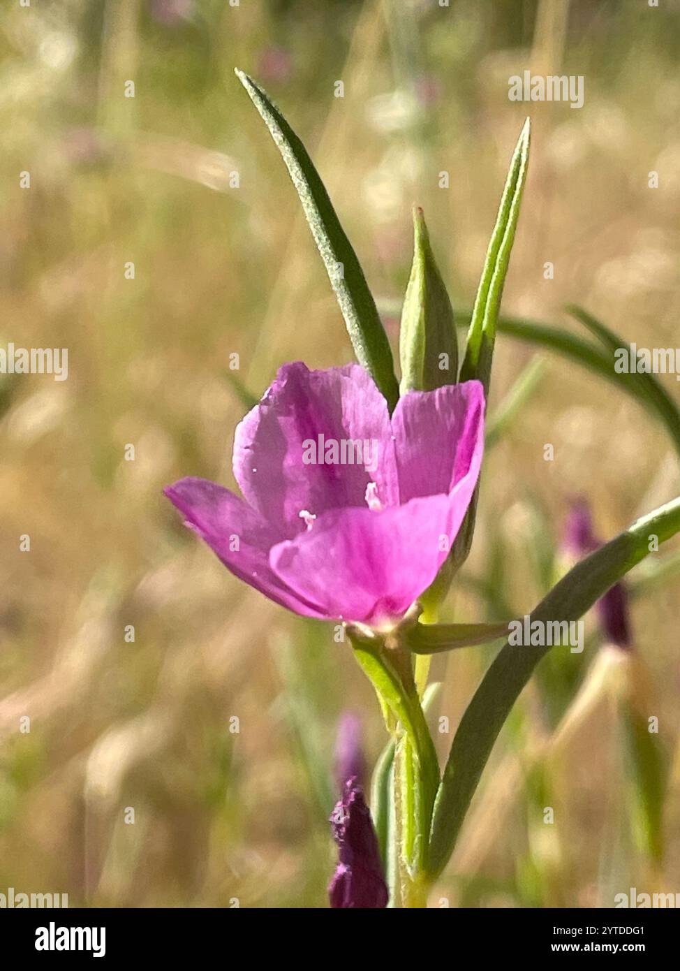 Winecup Clarkia (Clarkia purpurea Stock Photo - Alamy