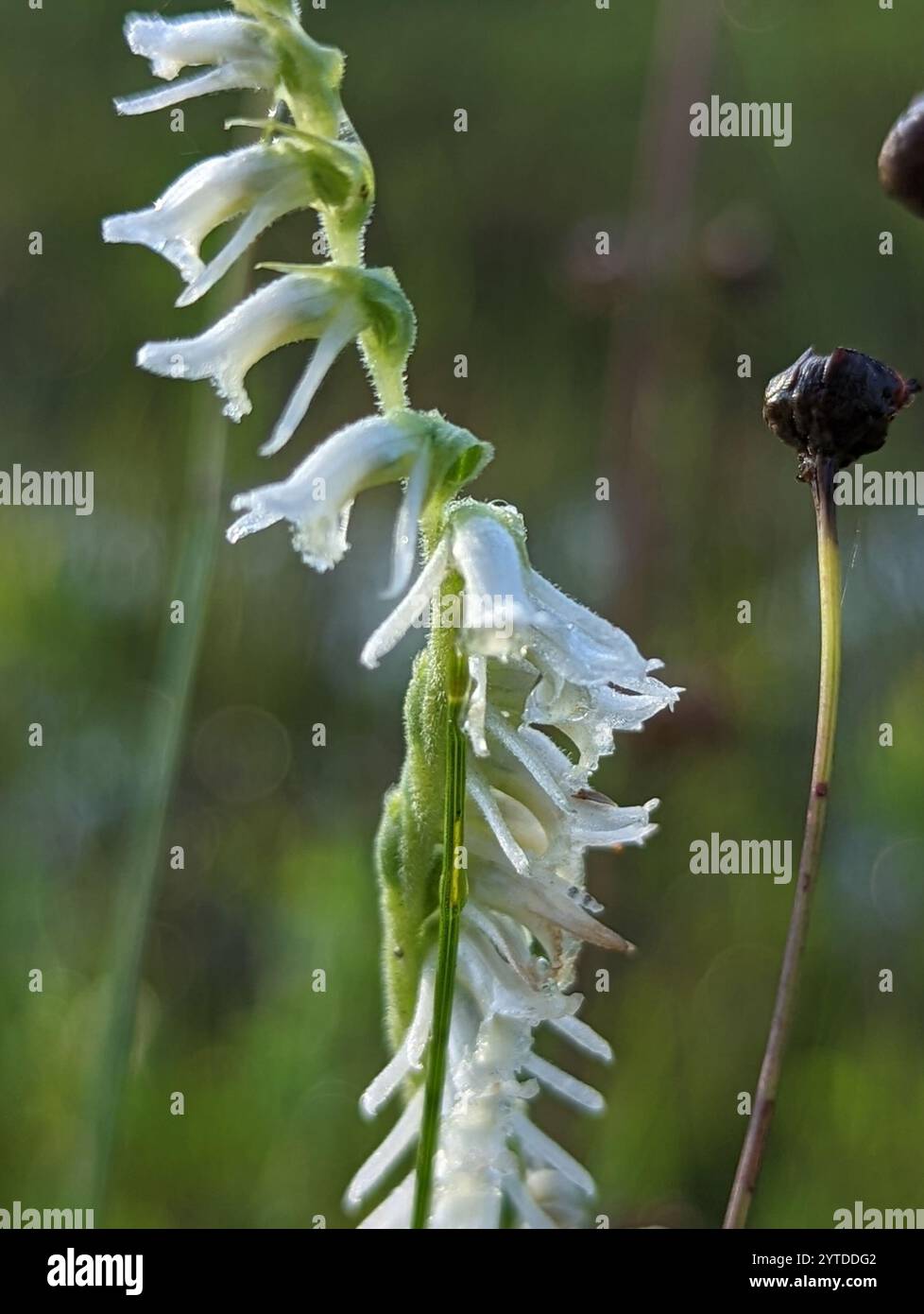 Spring Ladies' Tresses (Spiranthes vernalis Stock Photo - Alamy