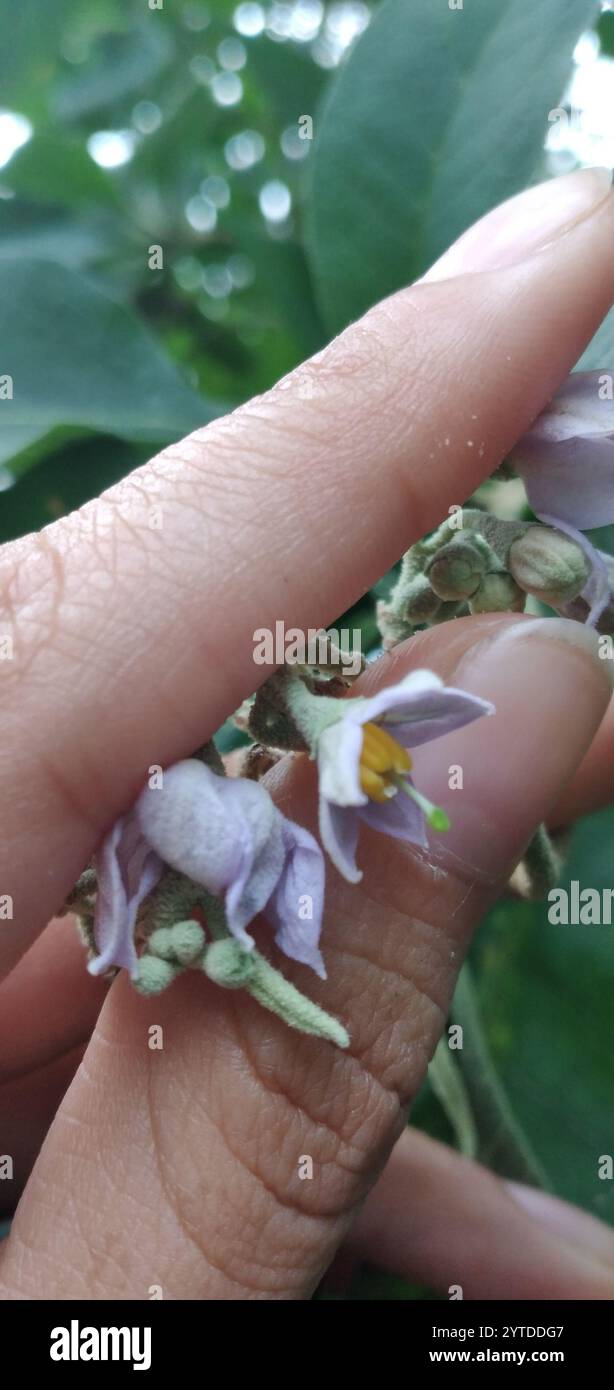 Riparium hi-res stock photography and images - Alamy